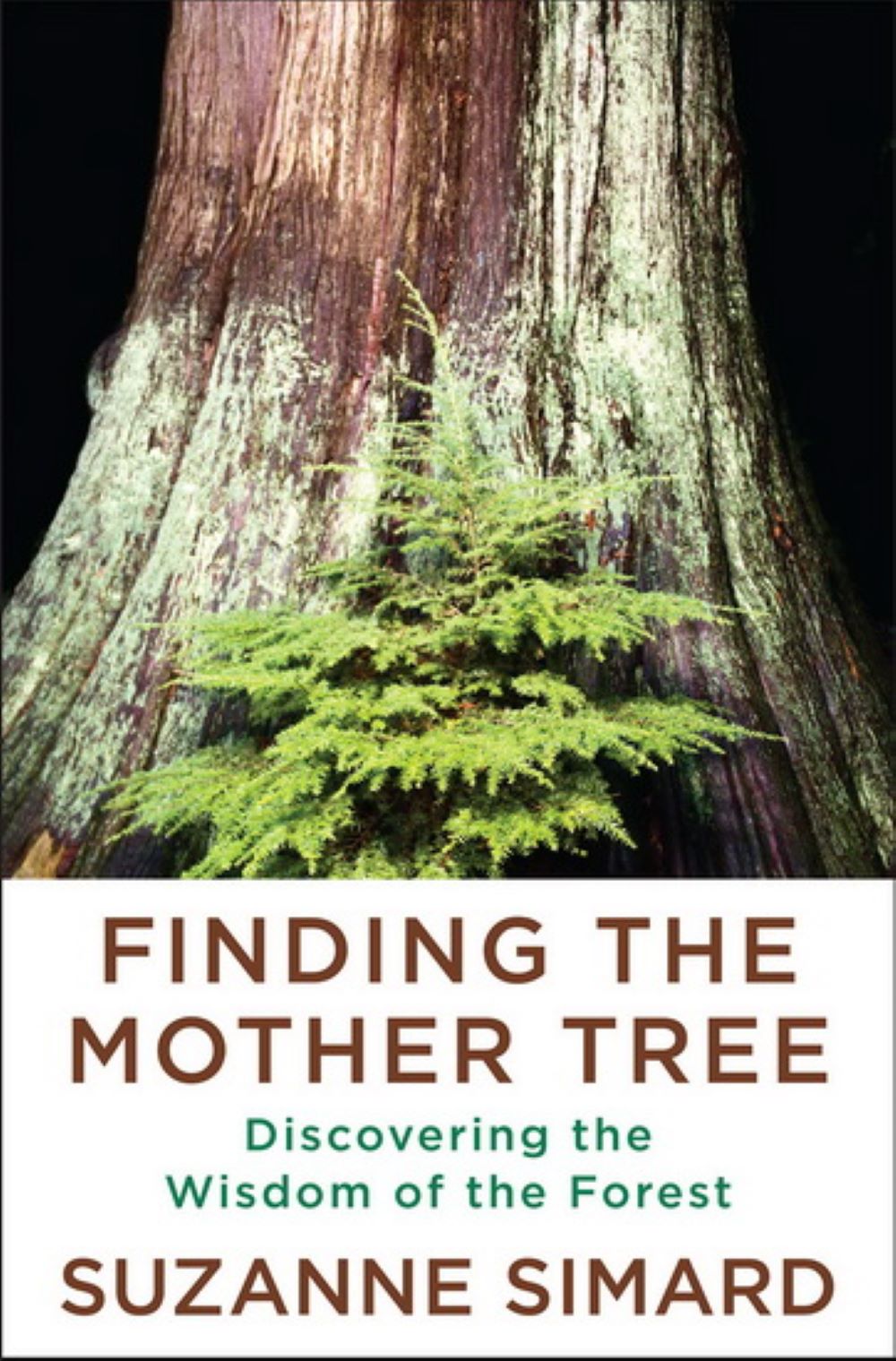 Finding the Mother Tree - Discovering the Wisdom of the Forest - SG ...